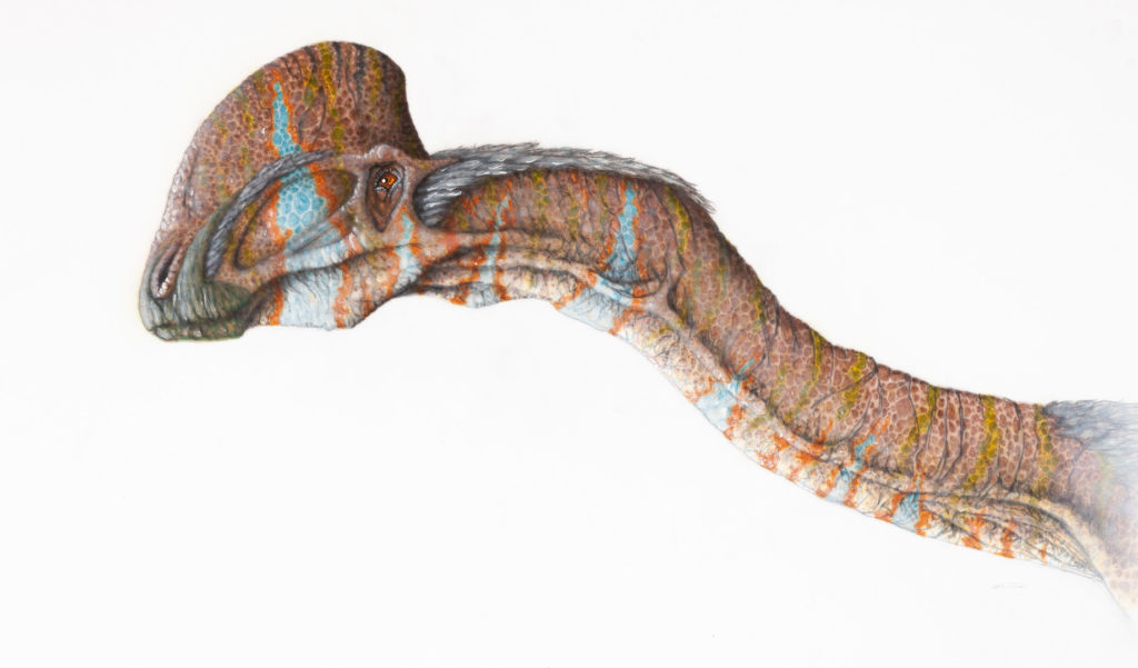 Ojoraptorsaurus head studies | Artist on a Mountain