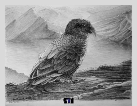 Backlit Kea I | Artist on a Mountain
